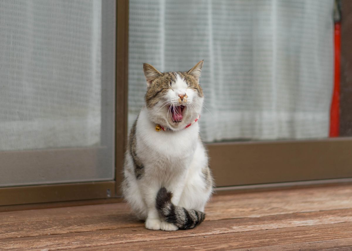 あくびNeko | GANREF