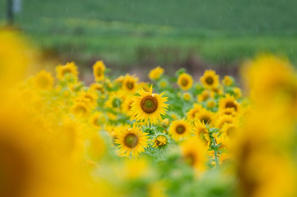 雨に濡れて | GANREF