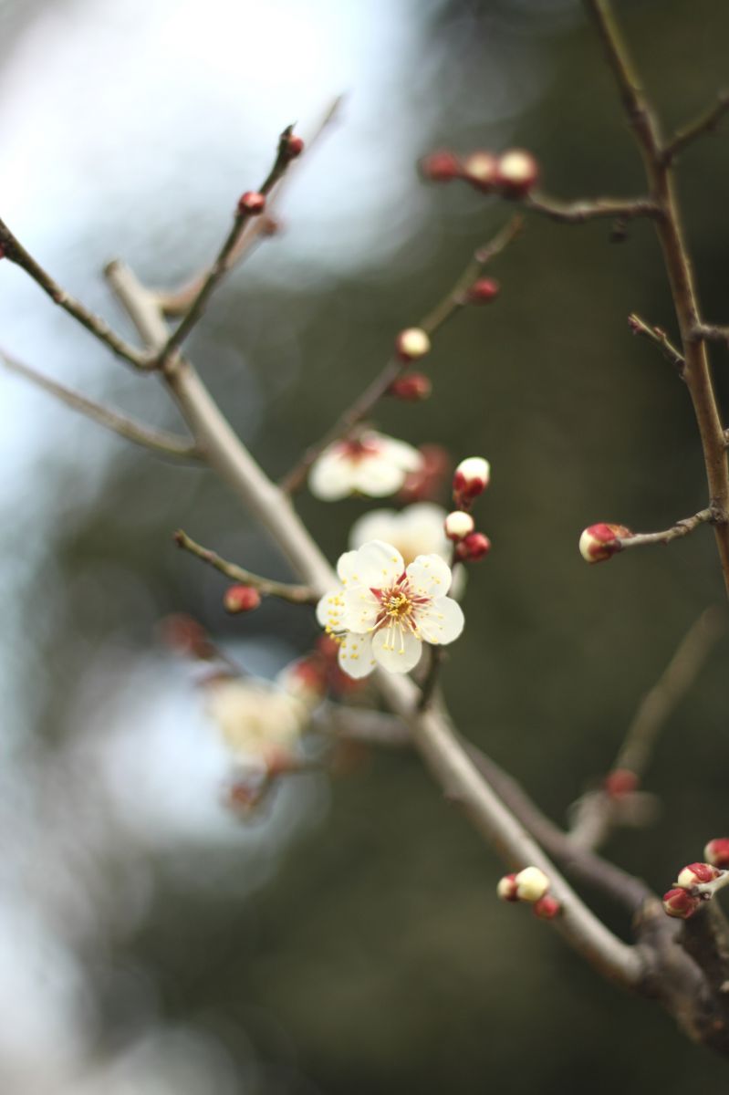 DPP_0767.JPG | GANREF