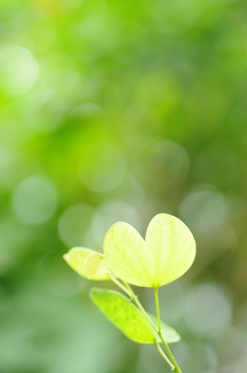 マイ・ハート | GANREF