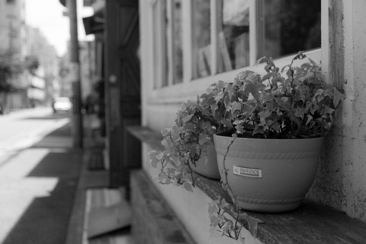 monochrome Osaka ＊plant＊ | GANREF