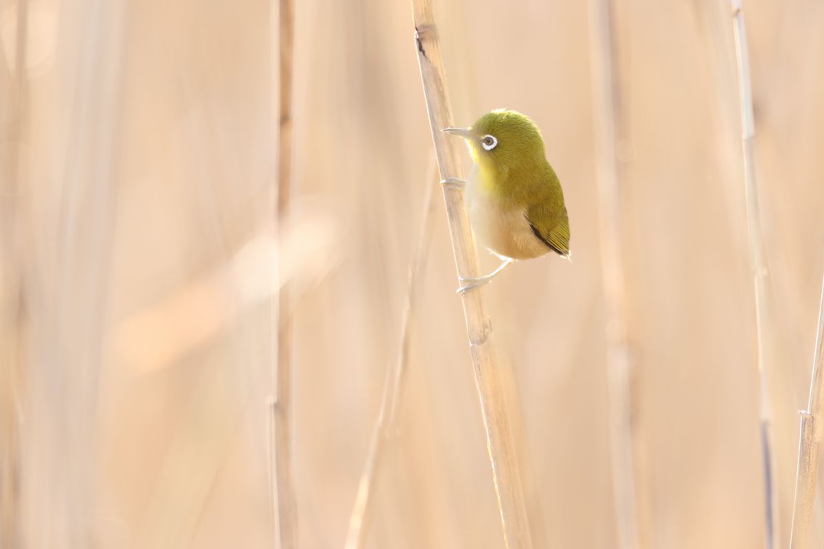 暖かな陽射し | GANREF