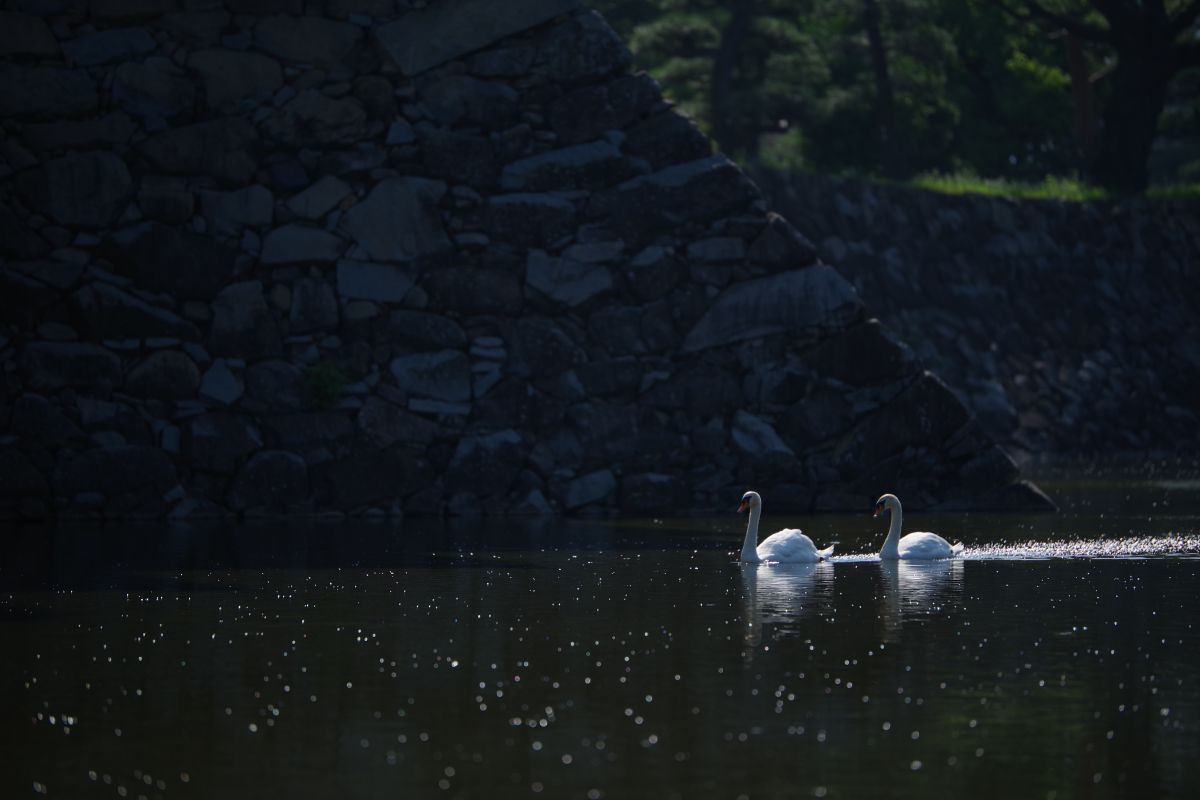 Shooting Star ~Starring Swan~ | GANREF