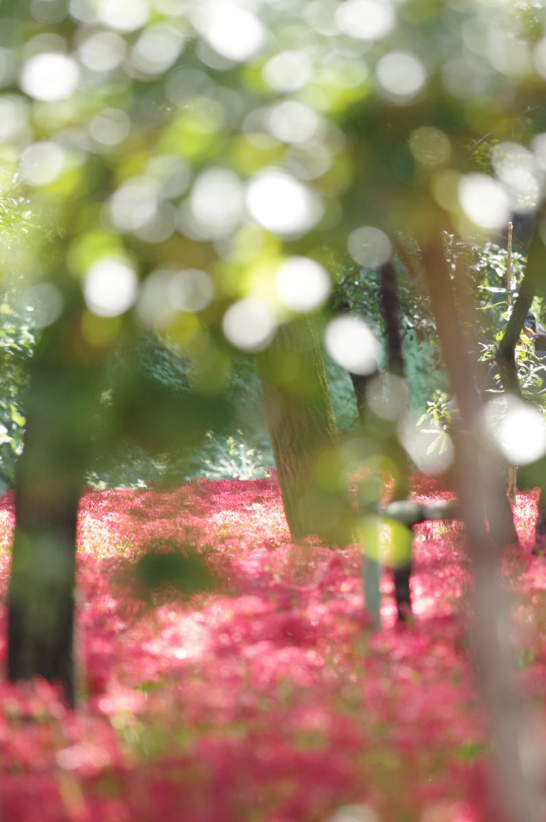 光溢れる天の庭 | GANREF