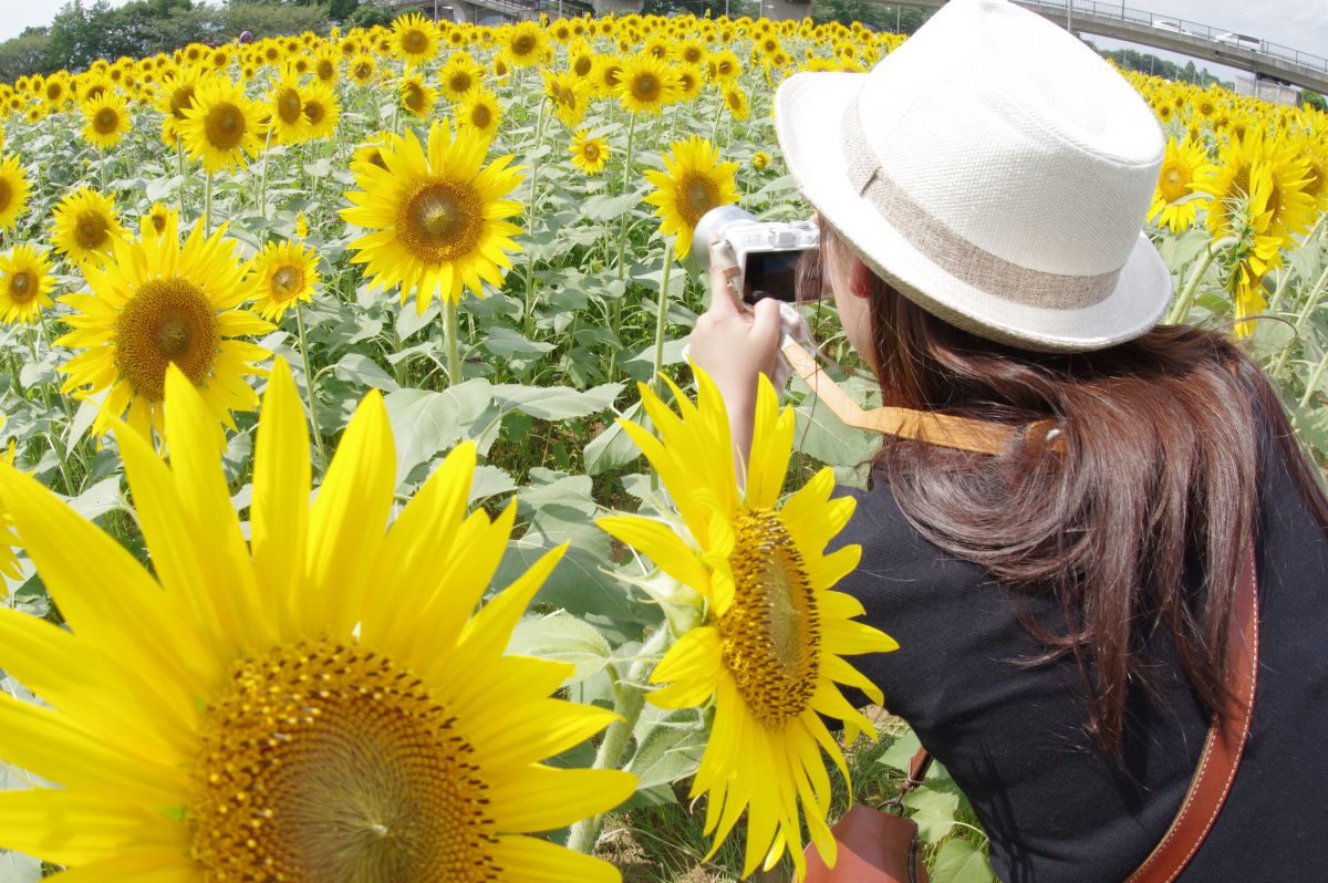 ヒマワリを撮る！ | GANREF