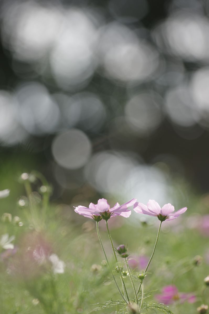 光溢れる | GANREF