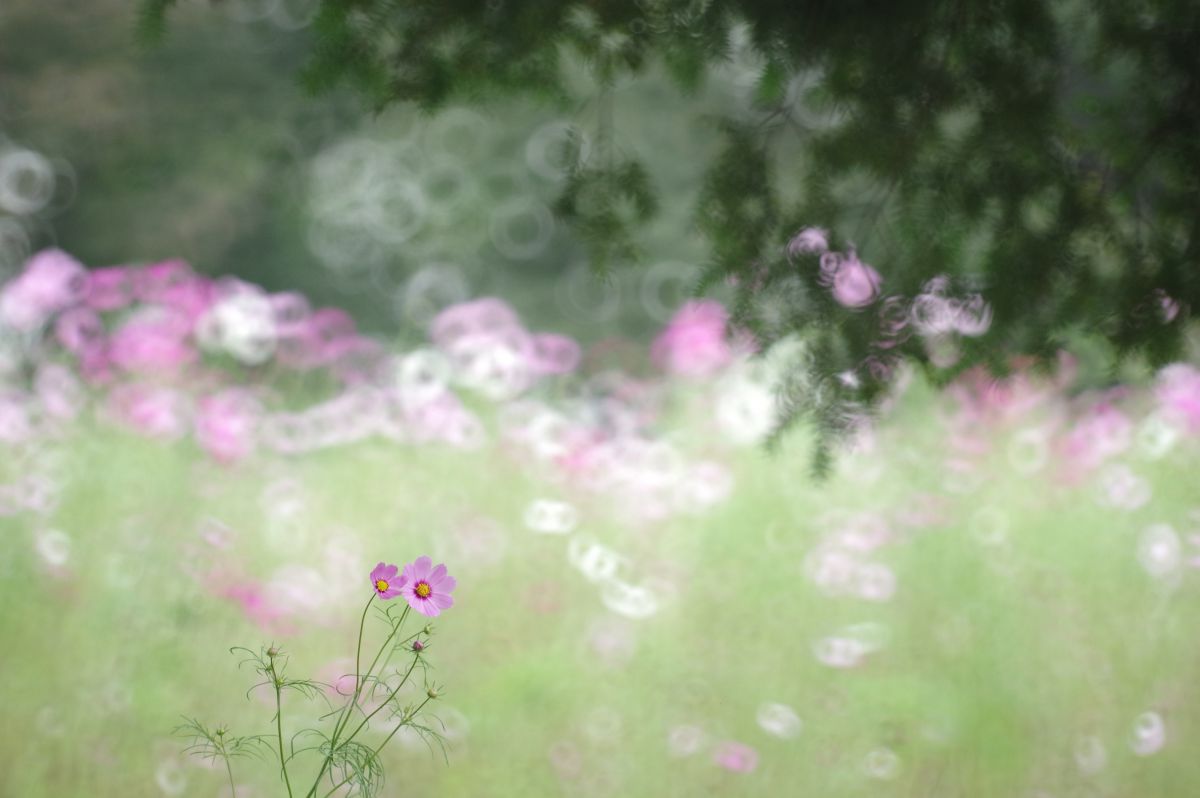 木陰で独り、揺れる | GANREF