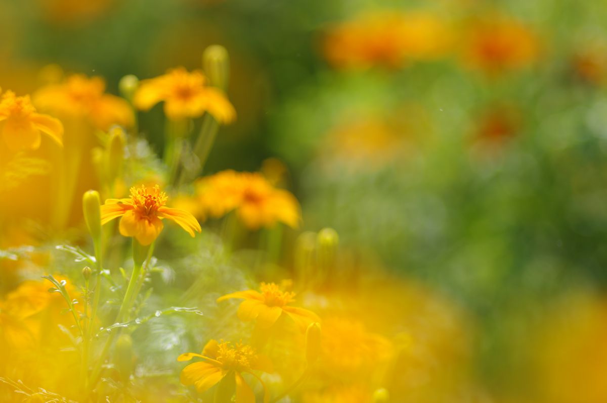 艶めくオレンジ | GANREF