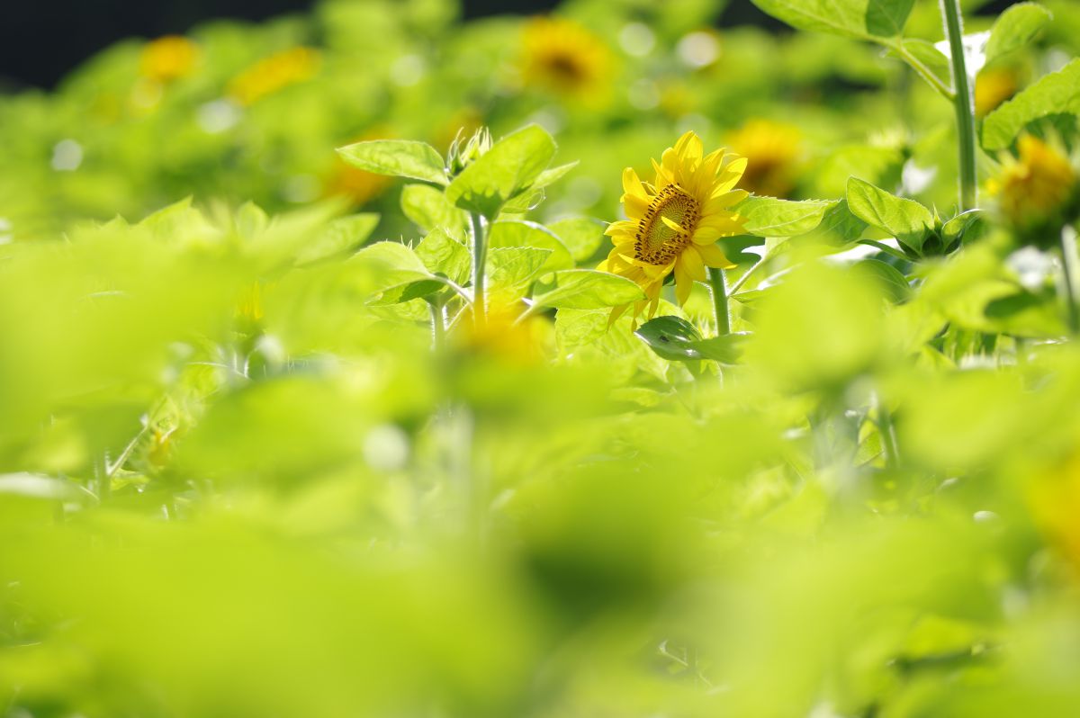 爽やかsunflower | GANREF