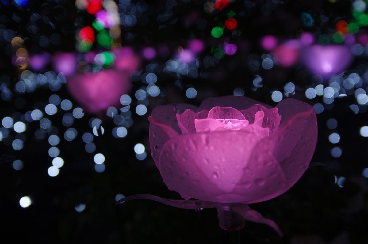 a Twinkle Rose | GANREF