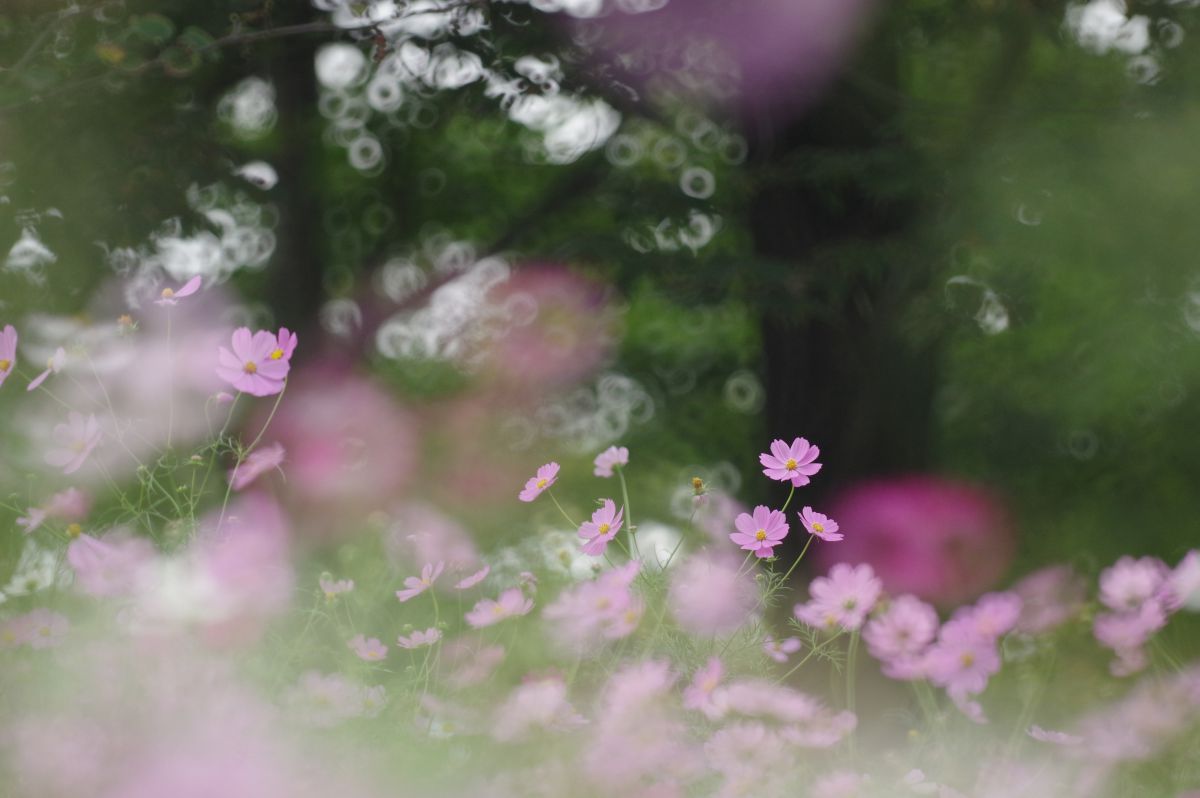 桃色揺れる | GANREF