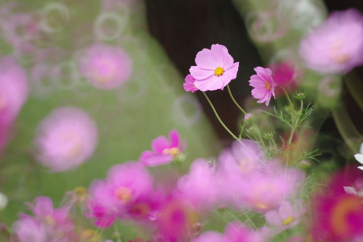 ふわふわ | GANREF