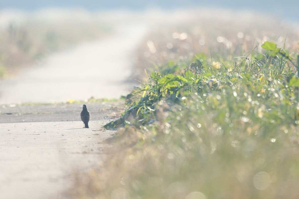 明日へ続く道 | GANREF