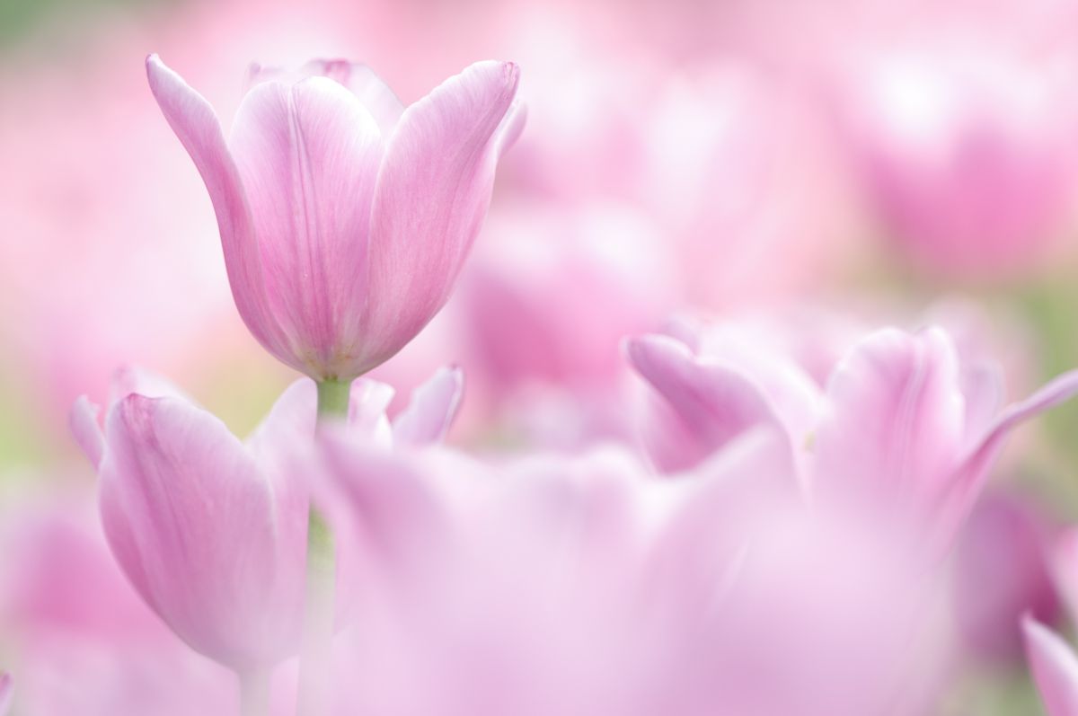 Cup of Pink | GANREF