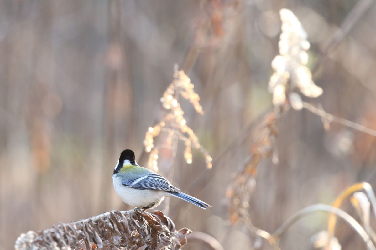 あっちのがいいかなあ… | GANREF