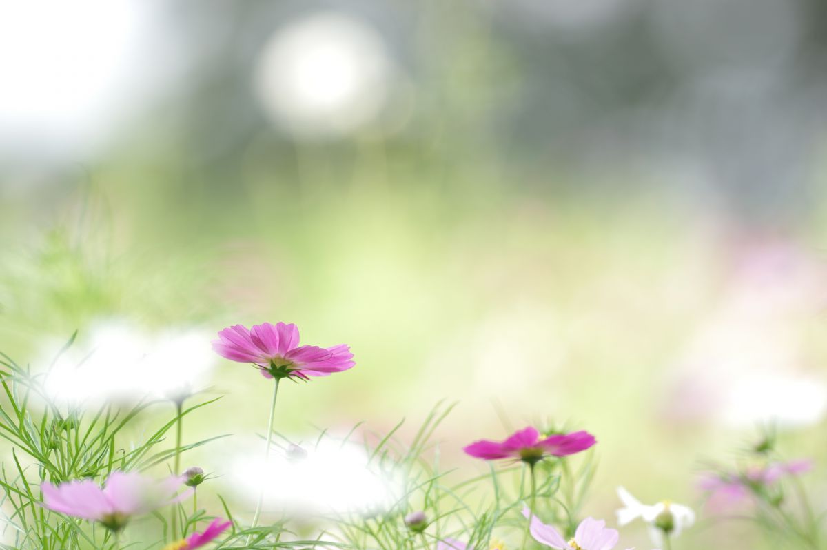 優しく包まれて | GANREF