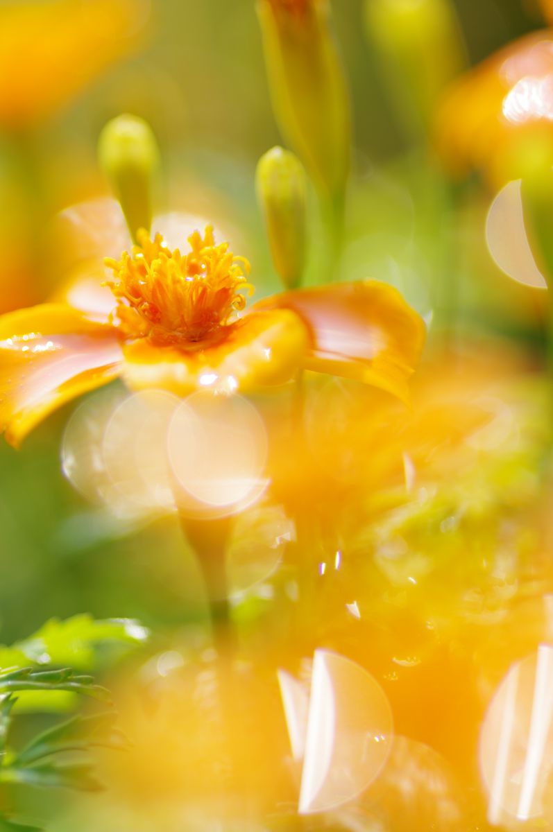 とろけるオレンジ | GANREF