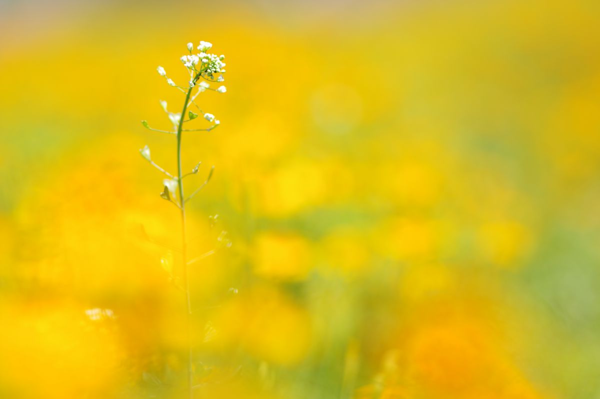 White in Yellow | GANREF