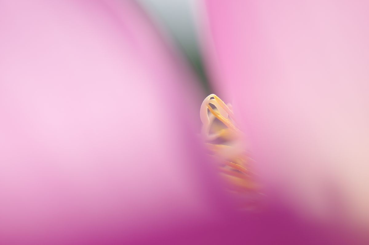 かくれんぼ2 | GANREF