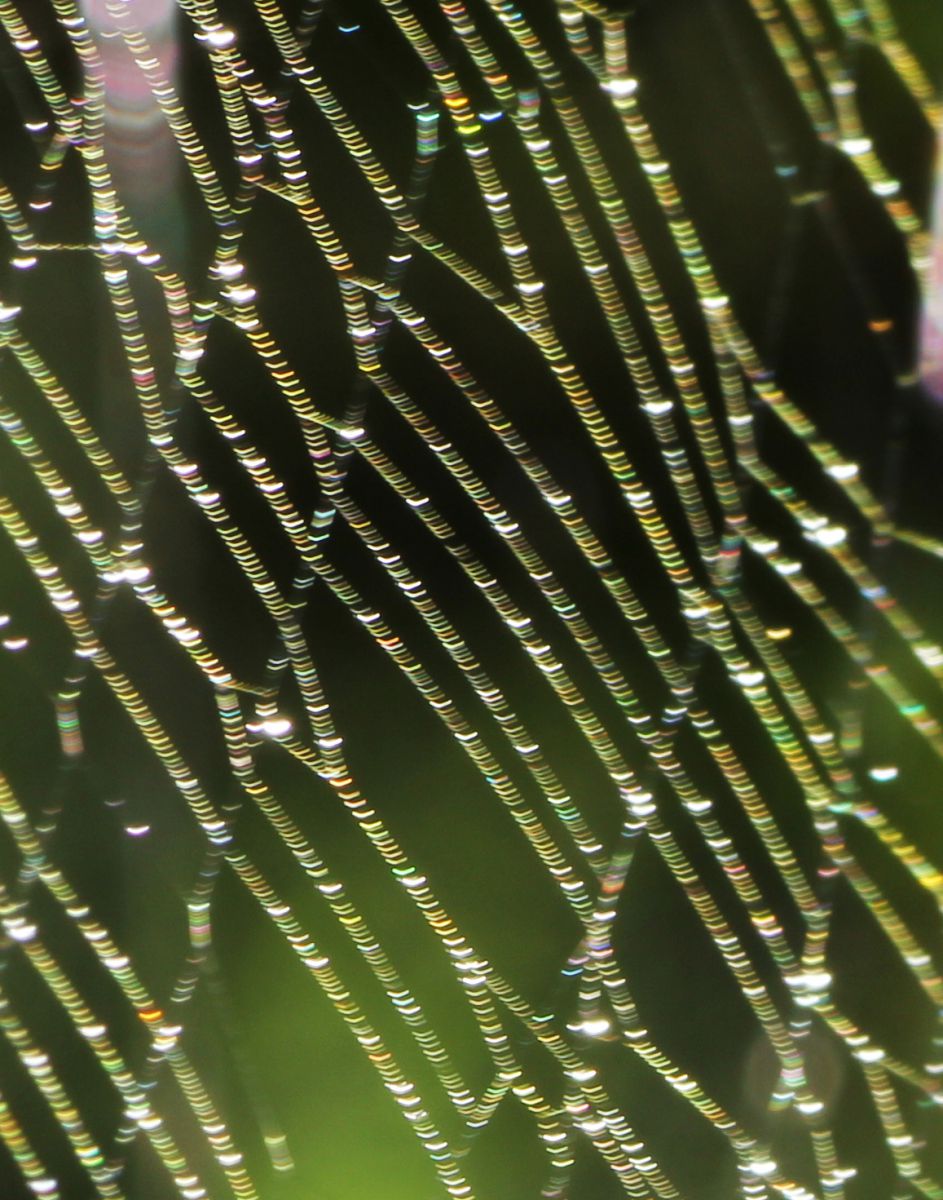 虹色の正体 | GANREF