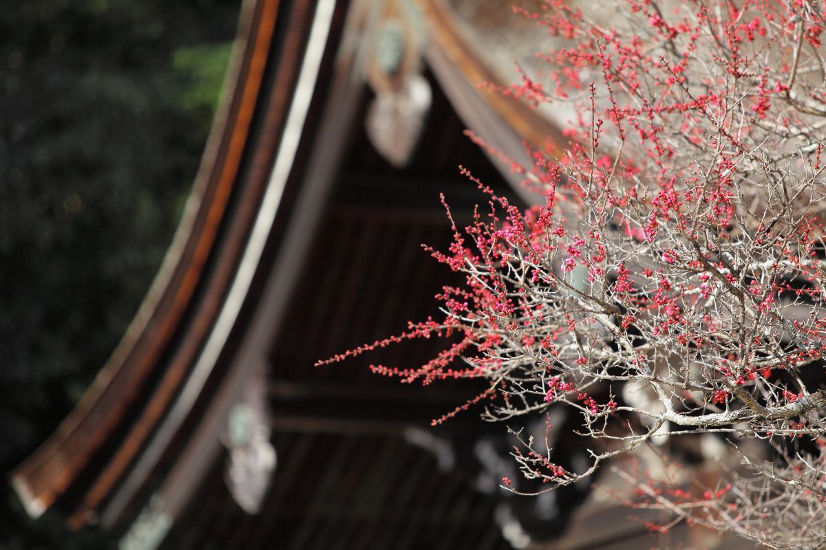 蕾、未だ固く （2） | GANREF