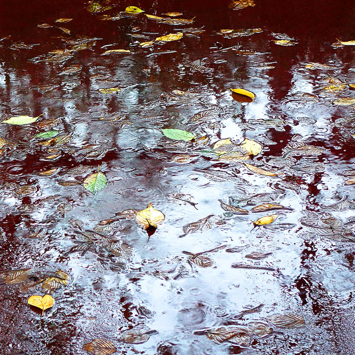 水様-106／Scene with leaves & the puddle | GANREF