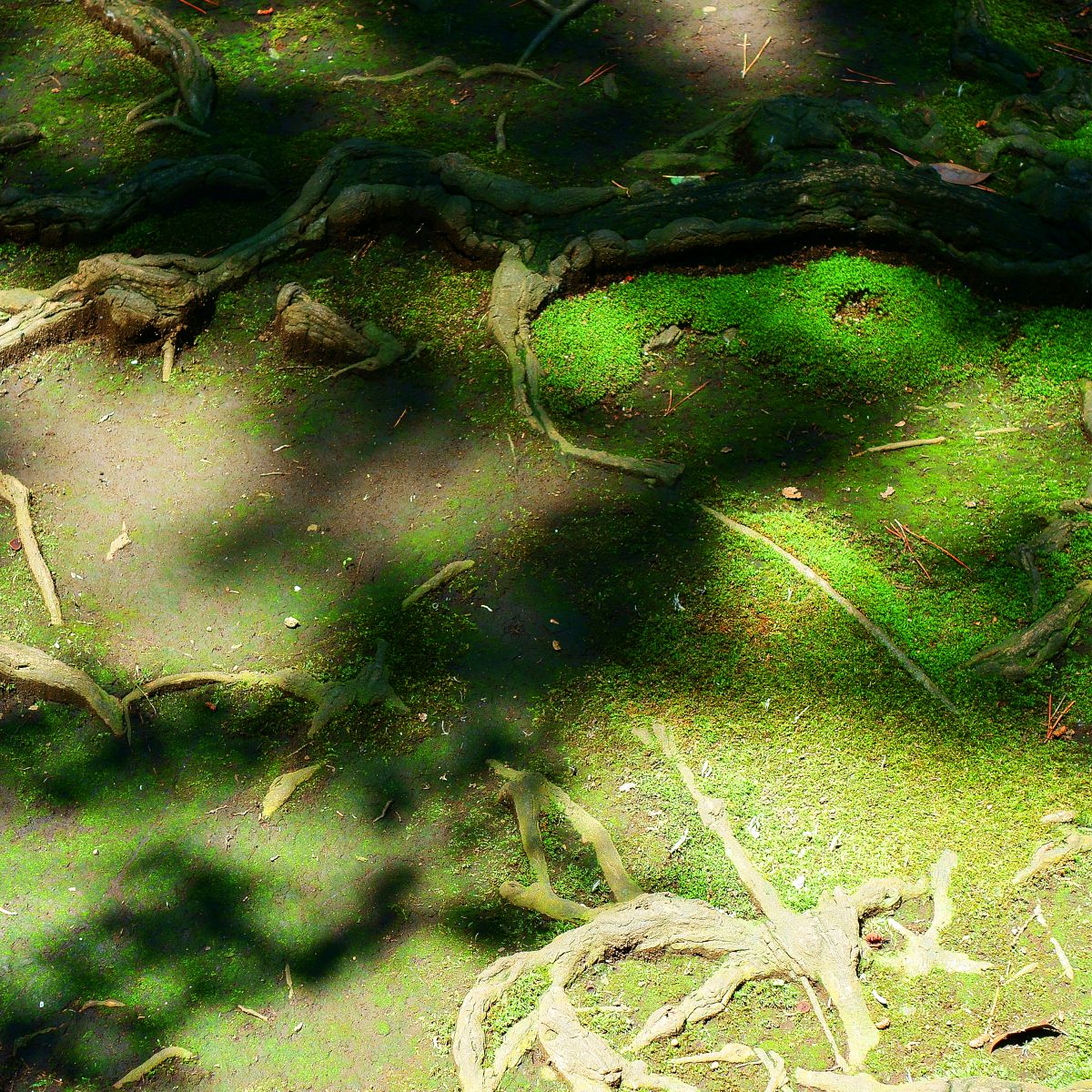 構成-71／Overlapping of shadows & roots | GANREF