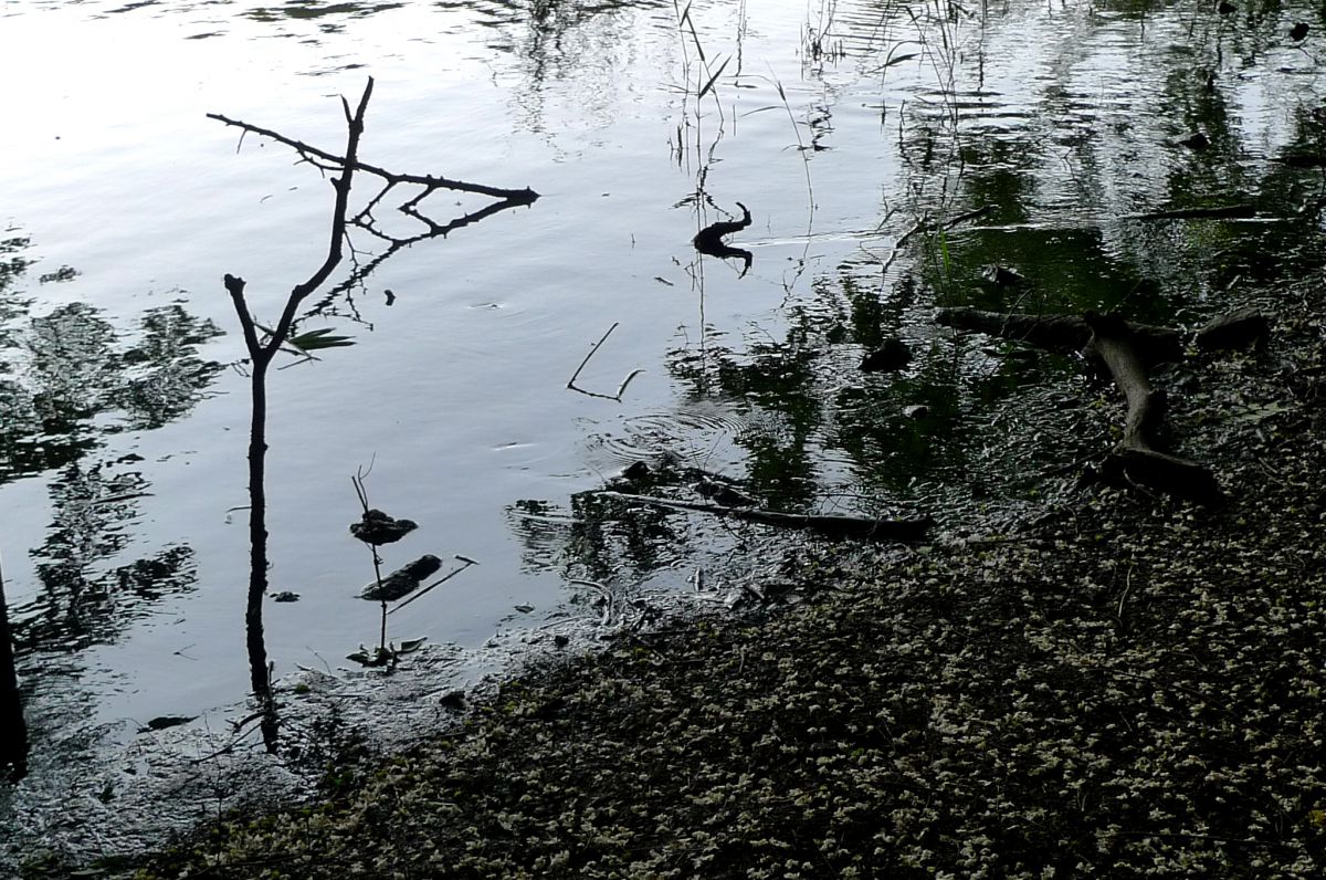 反射-40／Like the sinking cross.jpg | GANREF