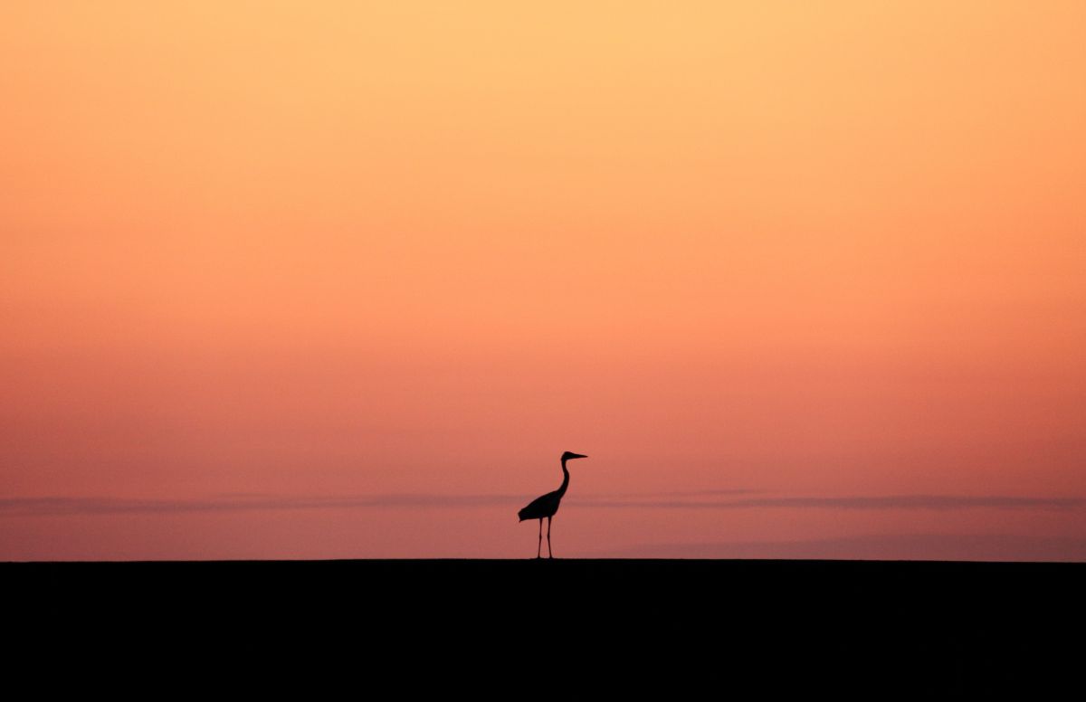 evening alone | GANREF