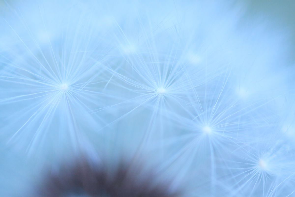 soda collar | GANREF