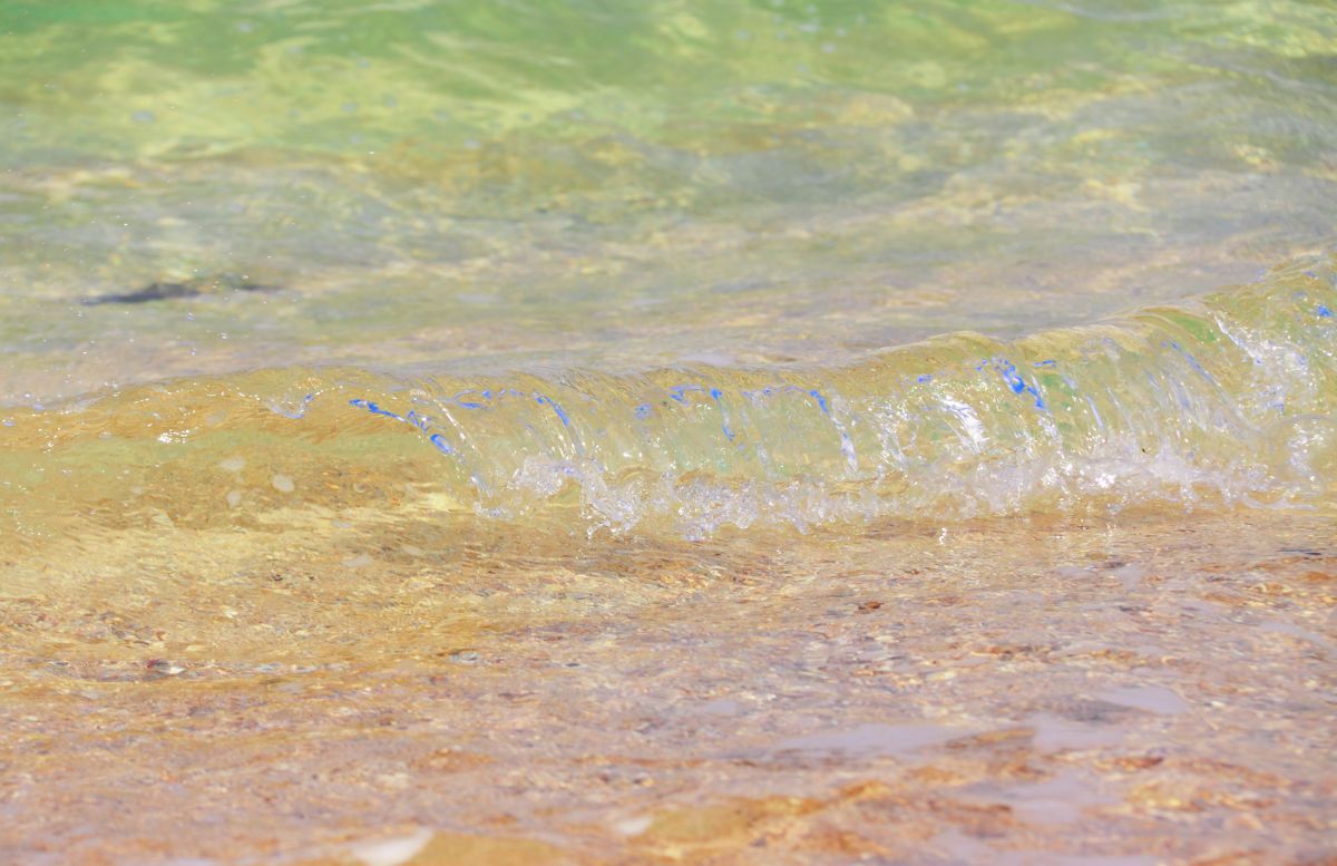 natural wave | GANREF