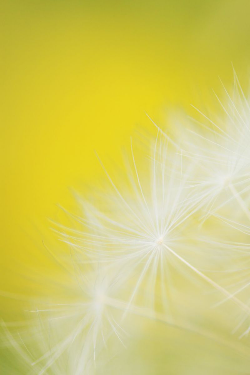 yellow fashion | GANREF