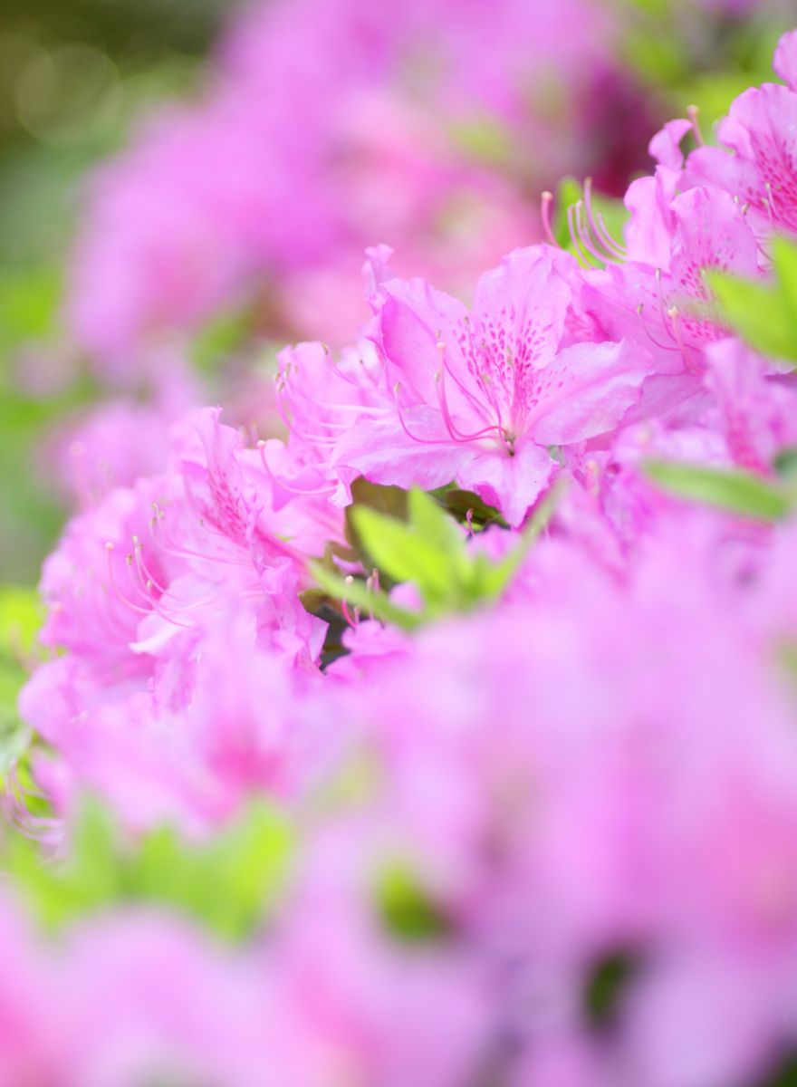 華やかなdance party♪ | GANREF