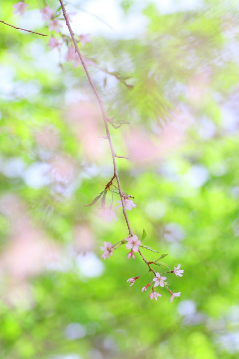 natural wind. | GANREF