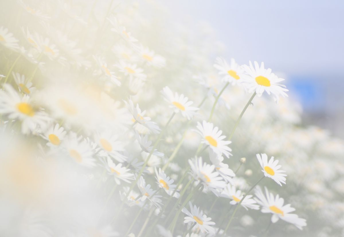 white world | GANREF