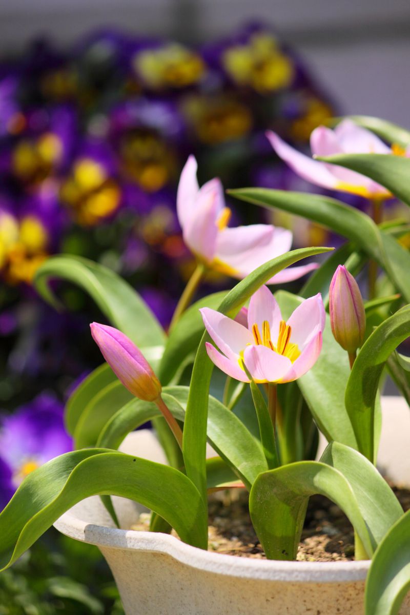 warm flower | GANREF