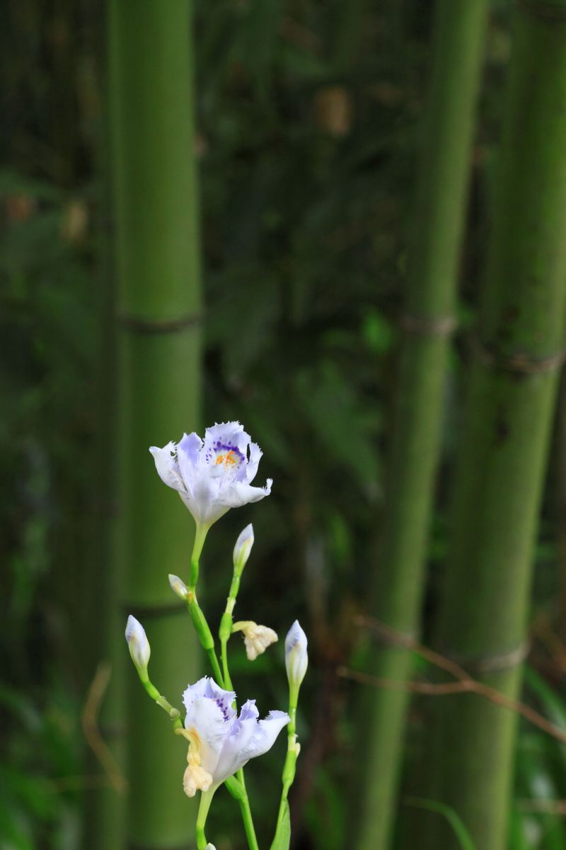 著莪静生 | GANREF