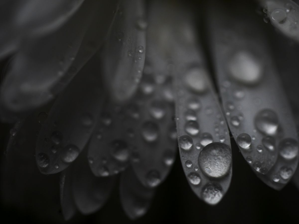 dark raindrops | GANREF