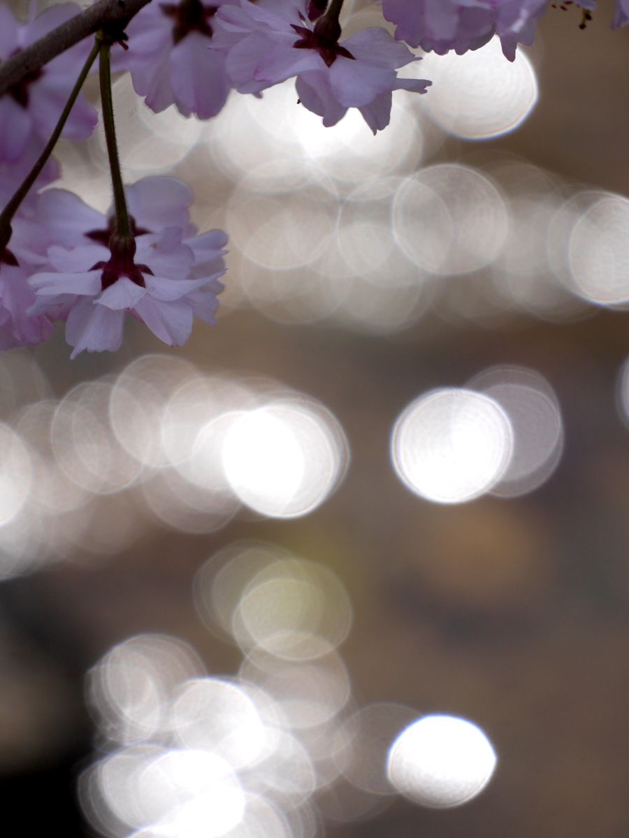 水辺に咲く | GANREF