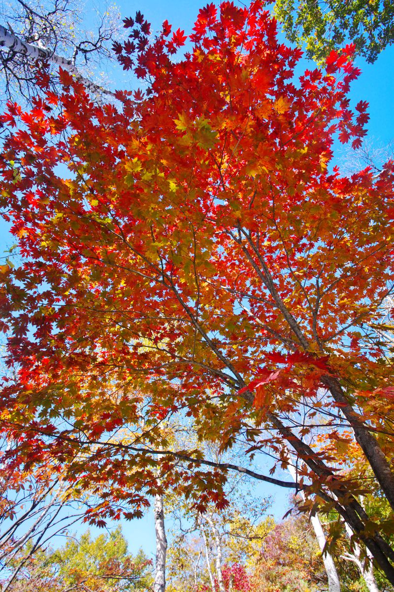 もみじを見上げて | GANREF