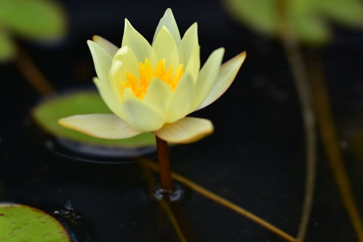 Light Up Flower | GANREF