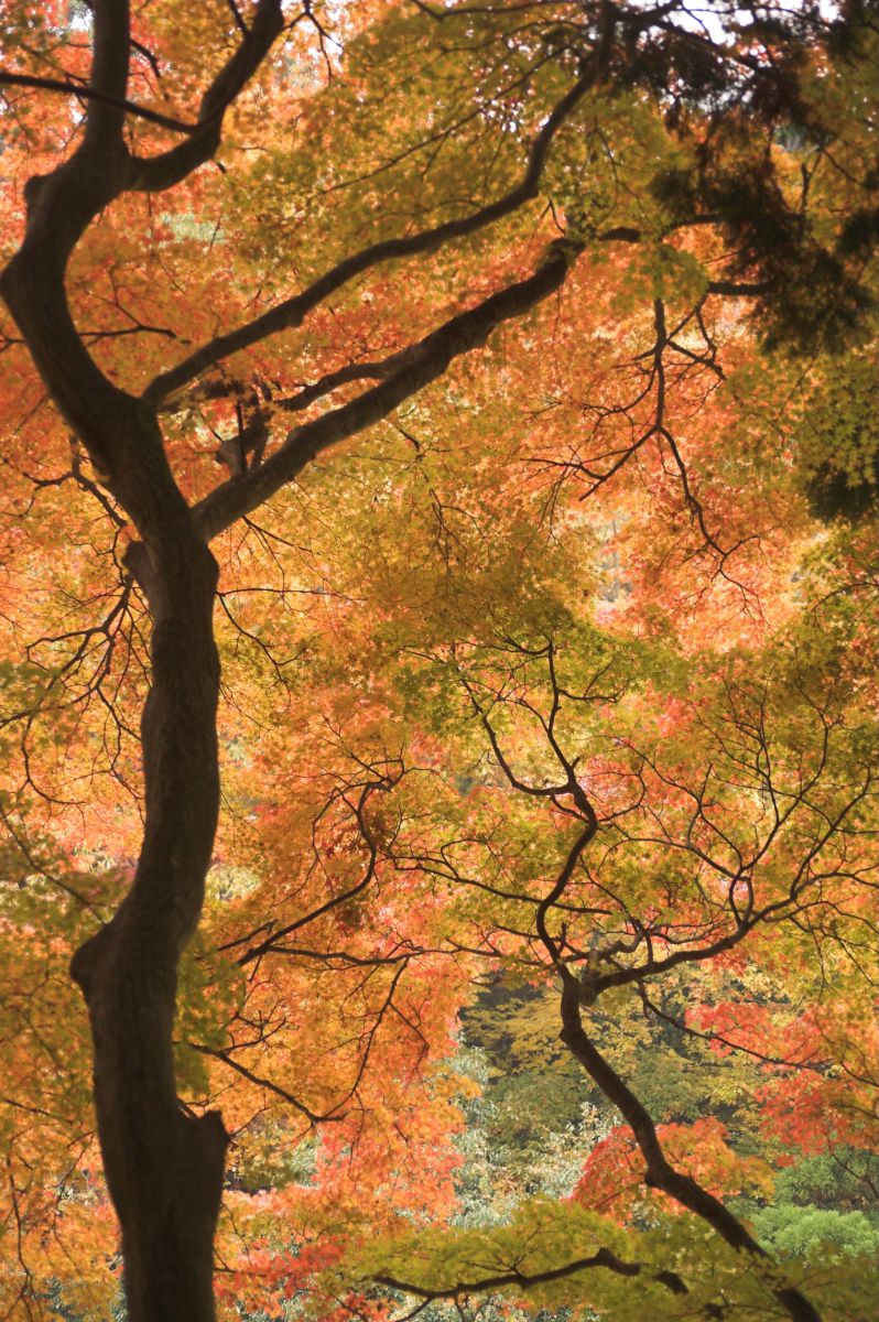 dancing in the fire | GANREF