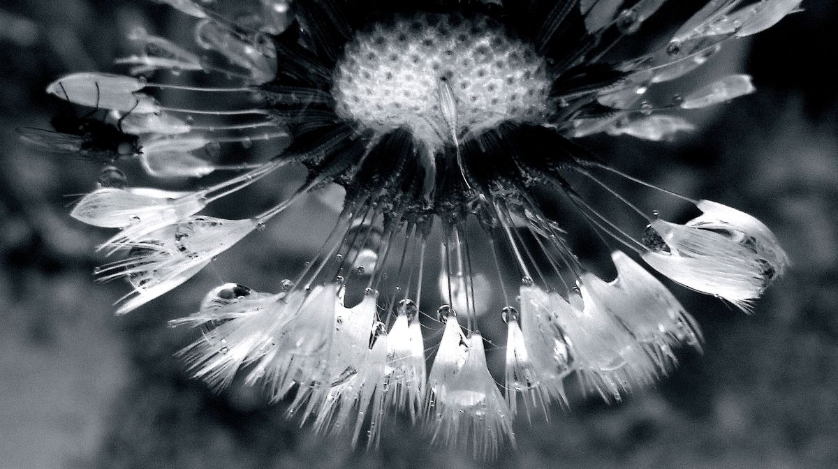 tanpopo W&B | GANREF