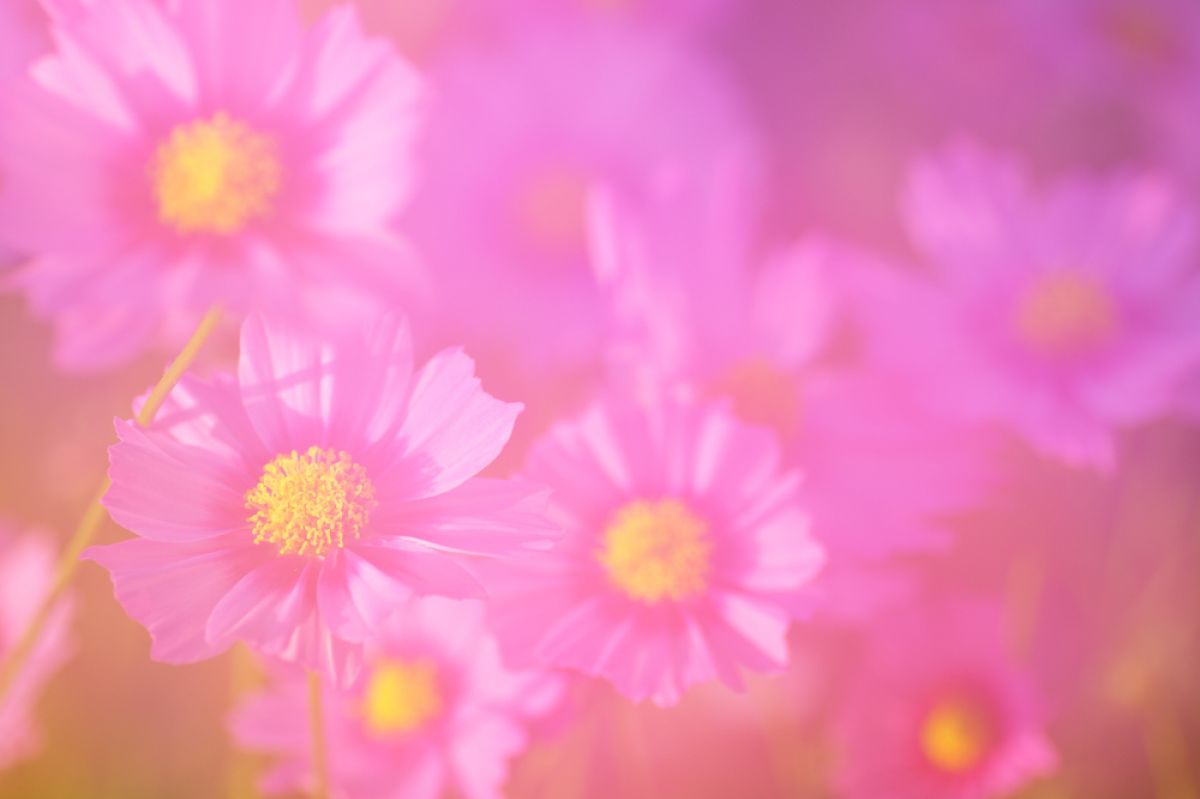 西日のPINK | GANREF