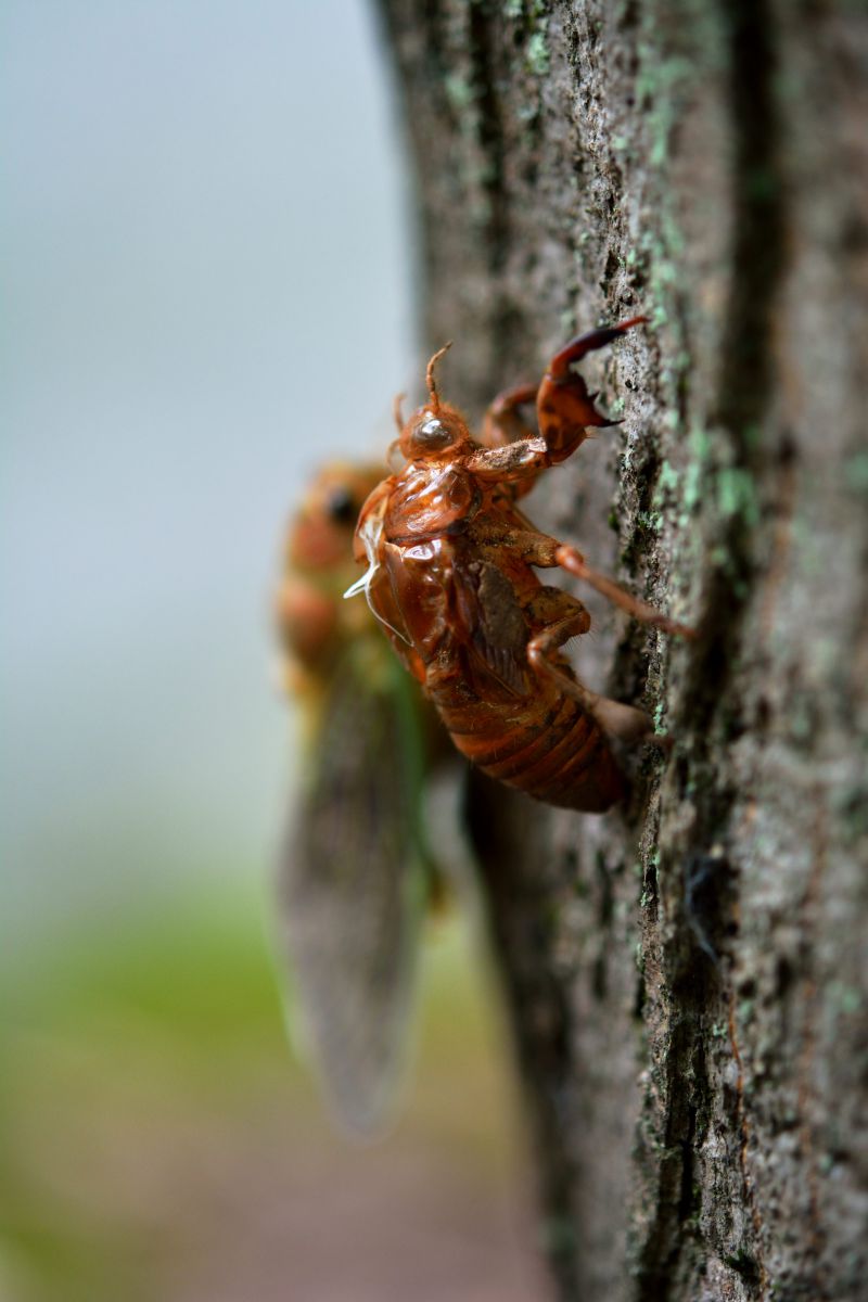 Today's debut | GANREF