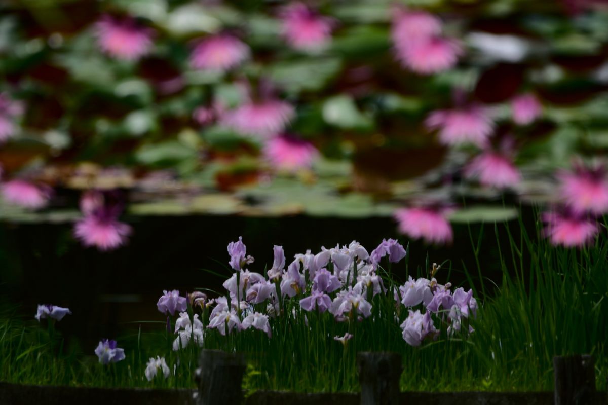 写し鏡の池 | GANREF