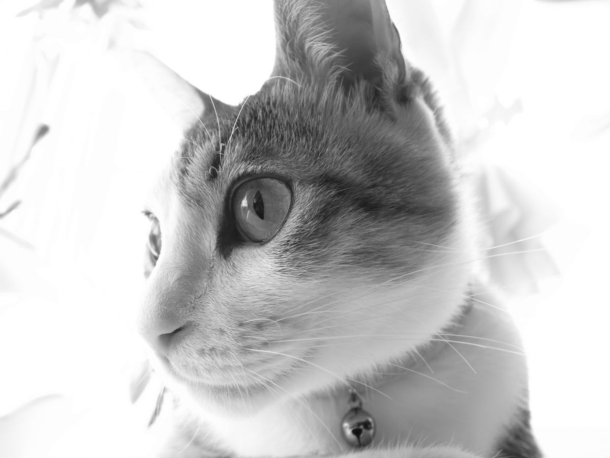 セクシー？ | GANREF