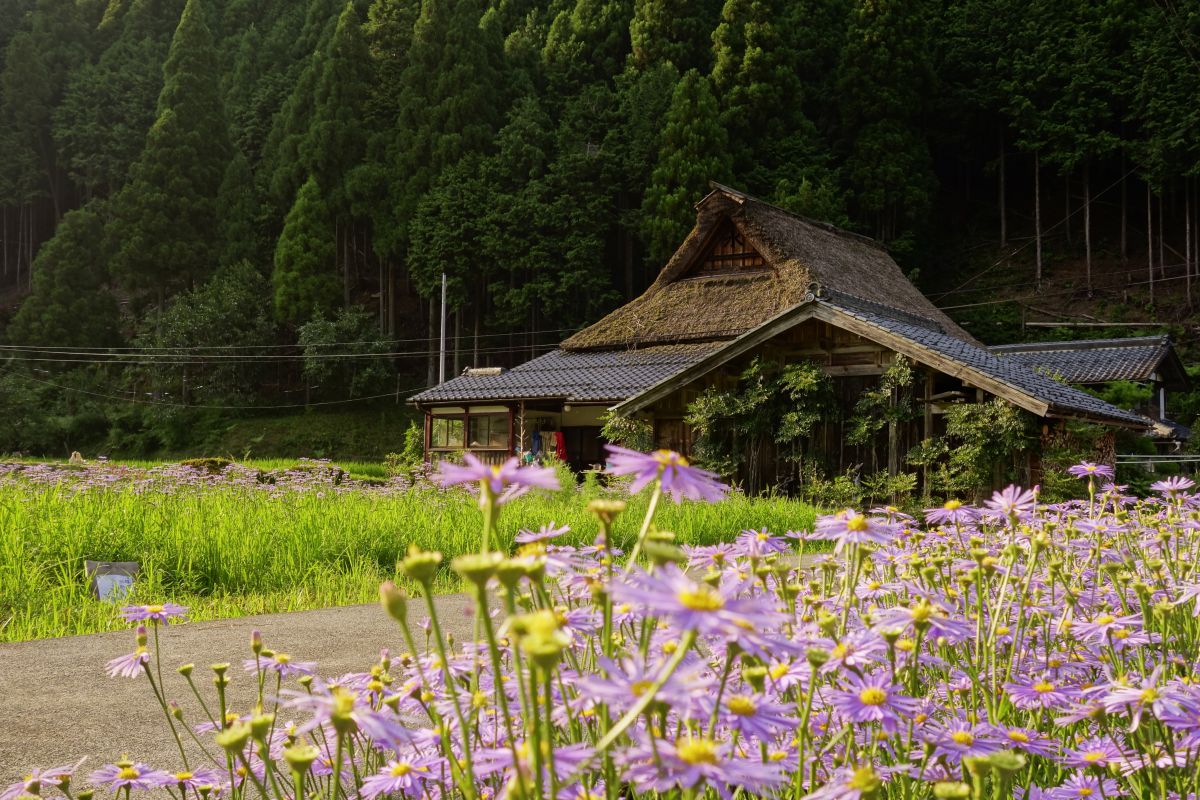 菊咲き乱れる里で | GANREF