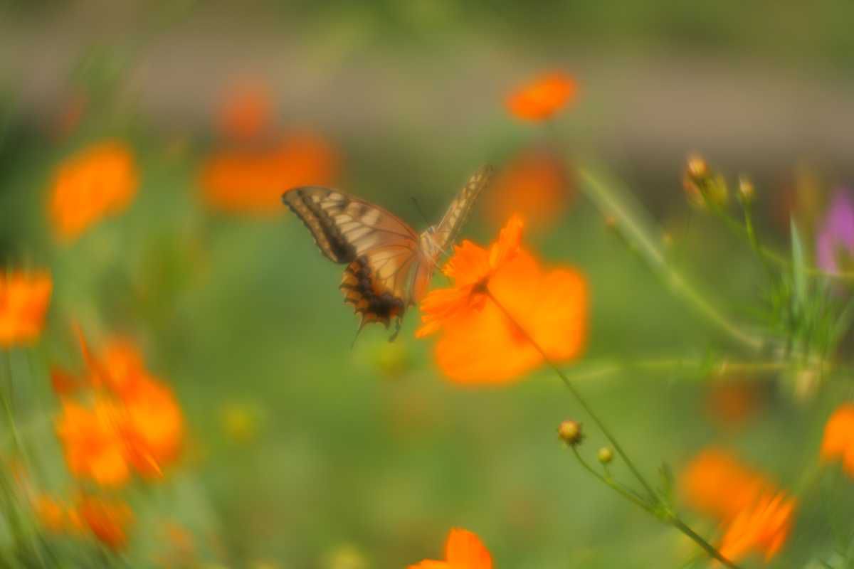 Hermagis F2.9/100mm 裏返し | GANREF