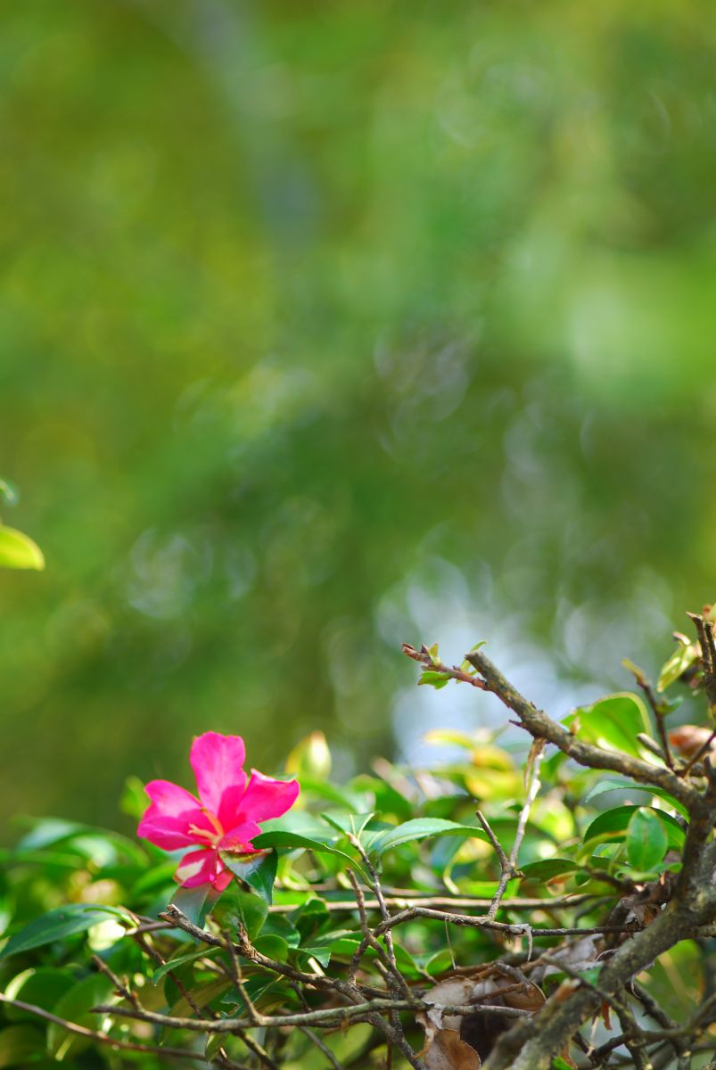 春のきらめき | GANREF